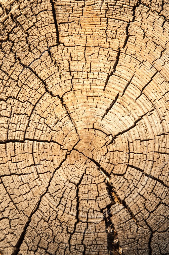 Texture Wood Structure — Stock Photo © ekina1 #80774554