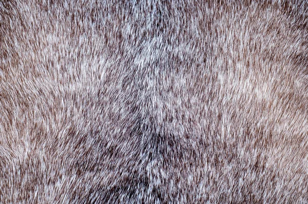 Mink fur texture - Stock Image - Everypixel
