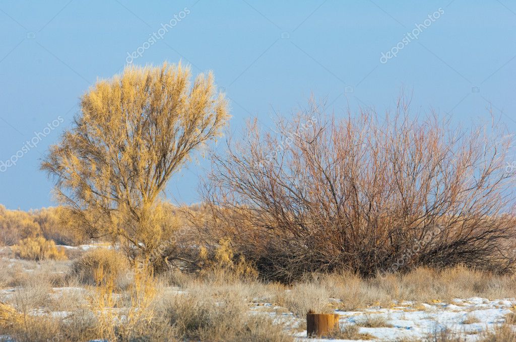 Steppes Winter Haloxylon Saksaul Winter Kazakhstan Kapchagai Bakanas ...