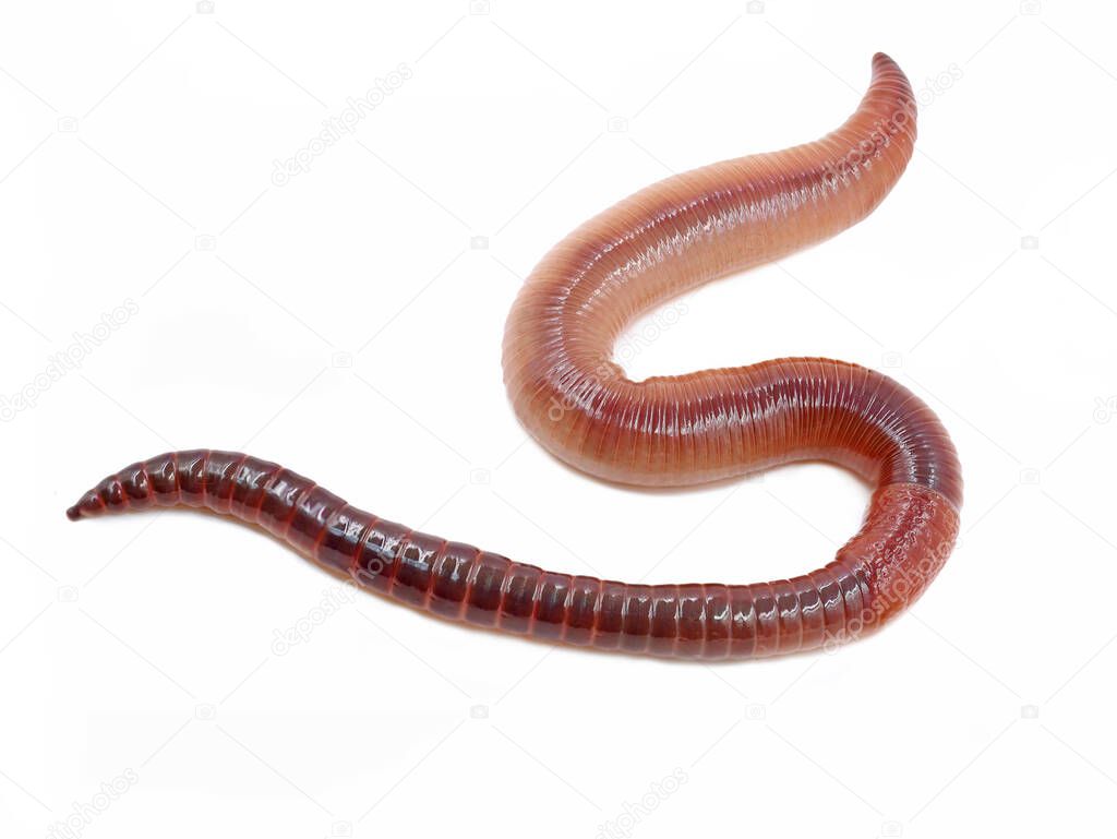 lombriz de tierra aislado sobre fondo blanco, primer plano plano de ...