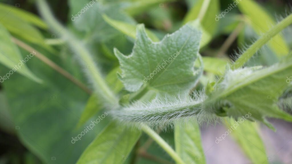 Terreno puntiagudo Sus nombres comunes incluyen calabaza de botella ...