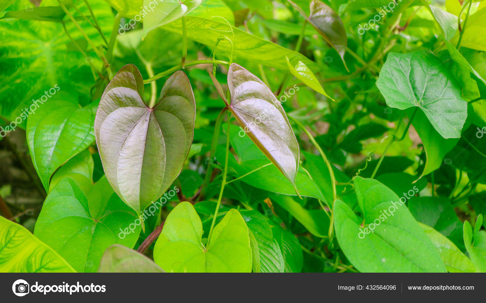 Hermosas Hojas Papa Árbol Nombre Dioscorea Alata Dioscoreaceae Mati Alu ...