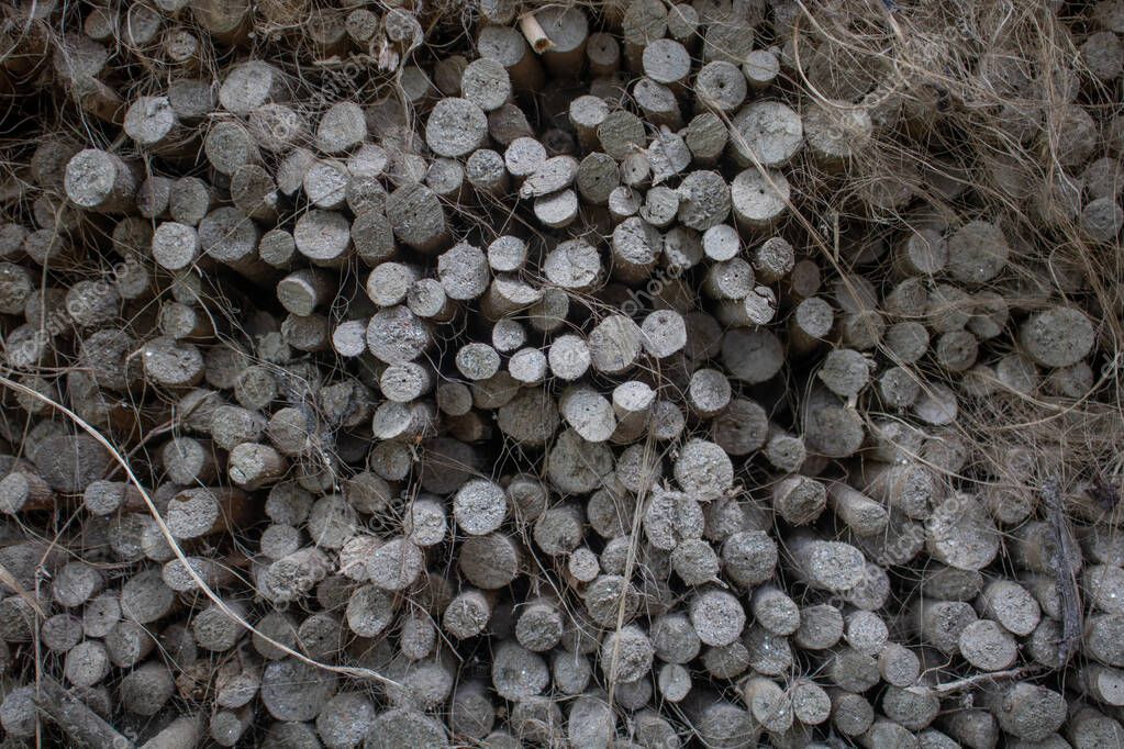 Pila de yute. Palo de yute. El yute se arregla de esta manera en el ...