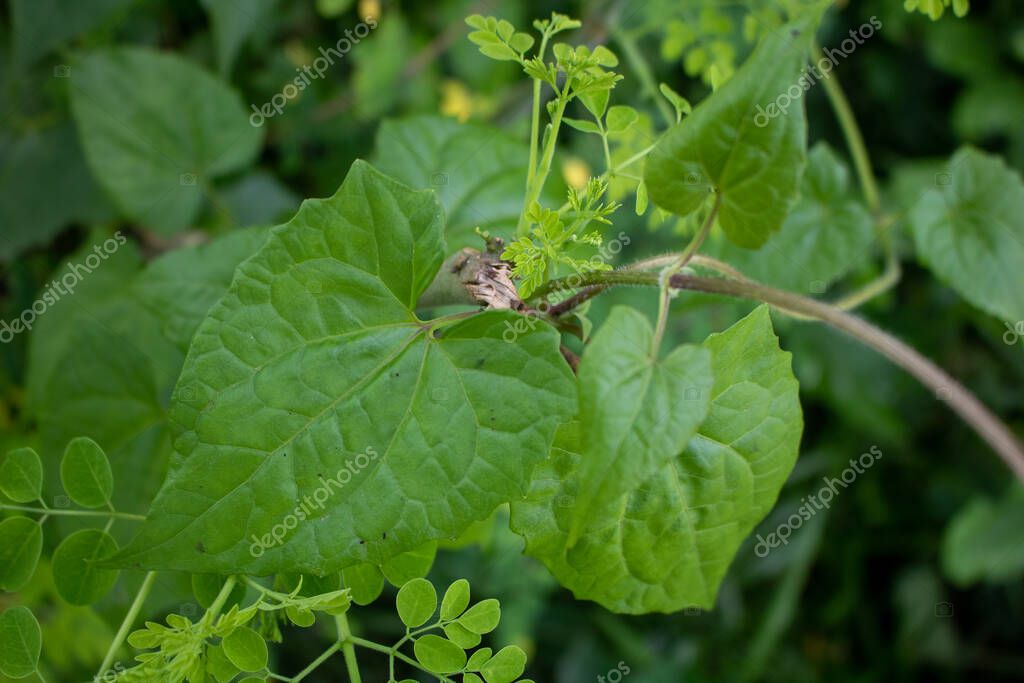 Weeds, Jarmani Lota, Mikania Micrantha Kunth, Bittervine, Germani Lota ...