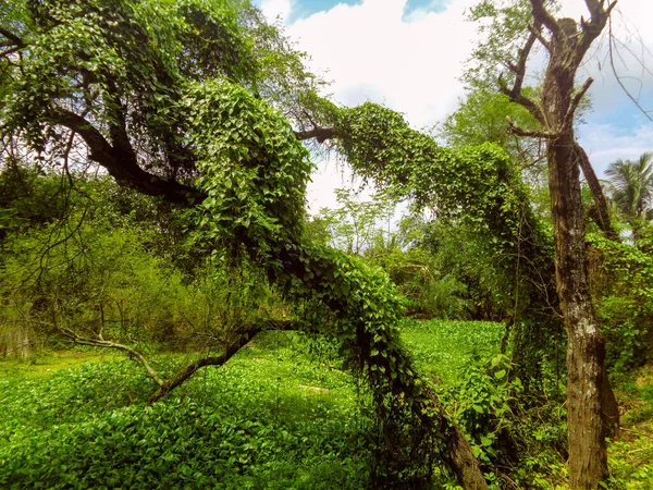 Un árbol cubierto de vides. Una hoja de medicina. Diferentes nombres en ...