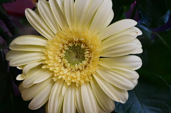 Gerber flower Stock Photos, Royalty Free Gerber flower Images ...