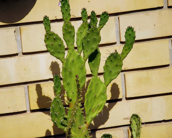 Saudi arabia cactus images libres de droit, photos de Saudi arabia ...