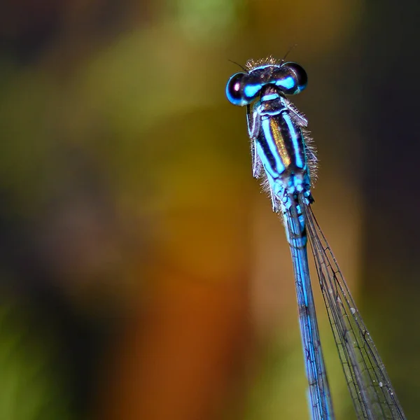 Alas libélula fotos de stock, imágenes de Alas libélula sin royalties ...