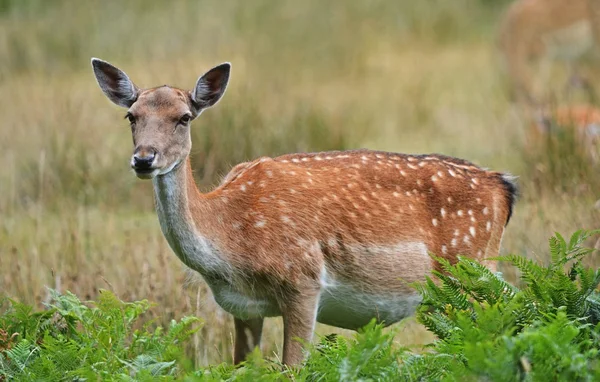 Fallow deer doe Stock Photos, Royalty Free Fallow deer doe Images ...
