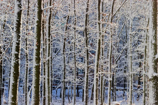 Trunks and branches of the deciduous trees covered with snow in city ...