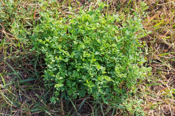 Small annual herb Stock Photos, Royalty Free Small annual herb Images ...