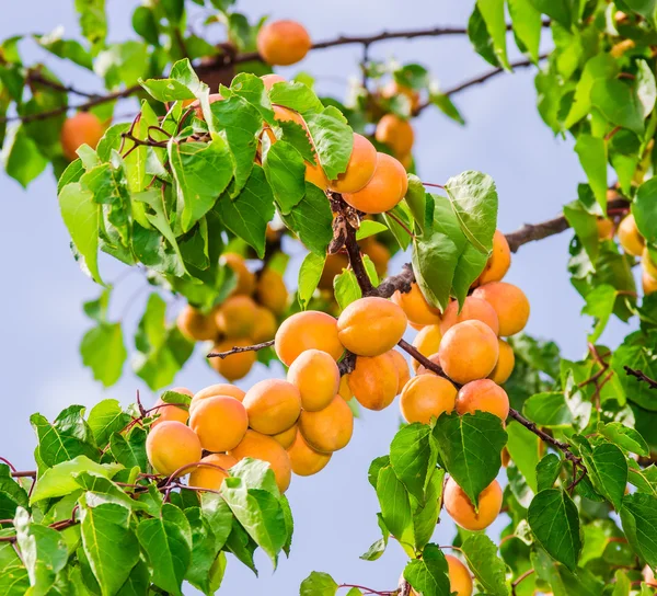 Apricot branch Stock Photos, Royalty Free Apricot branch Images ...