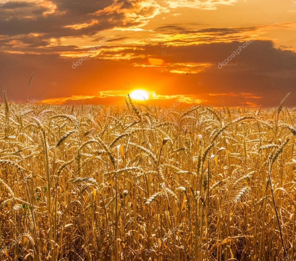 Wheat field against the backdrop of the setting sun — Stock Photo ...