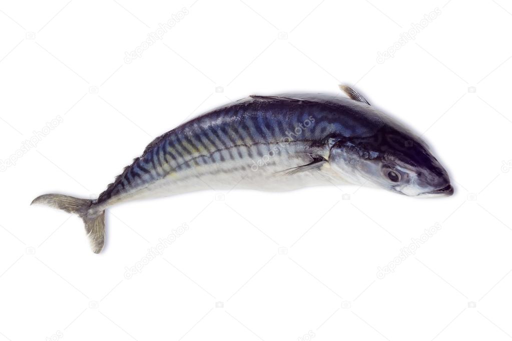 Raw atlantic mackerel on a light background Stock Photo by ©anmbph 95621388