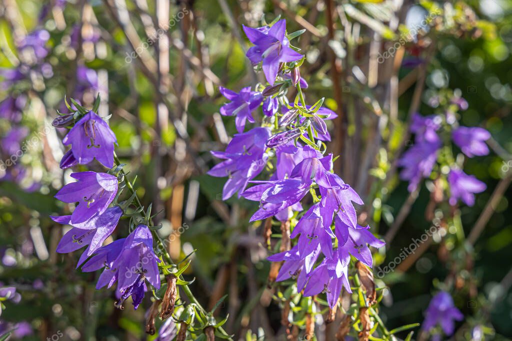 Las campanillas púrpuras o ortiga hojas Campanula trachelium están ...