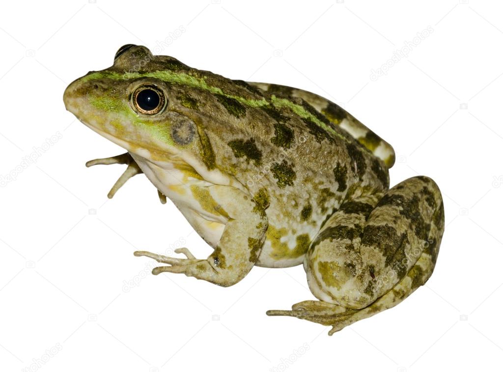 Frog on a white background Stock Photo by ©kovtunenko83 94832140