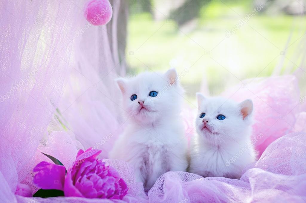 White two kittens with flowers Stock Photo by ©pproman 77543810