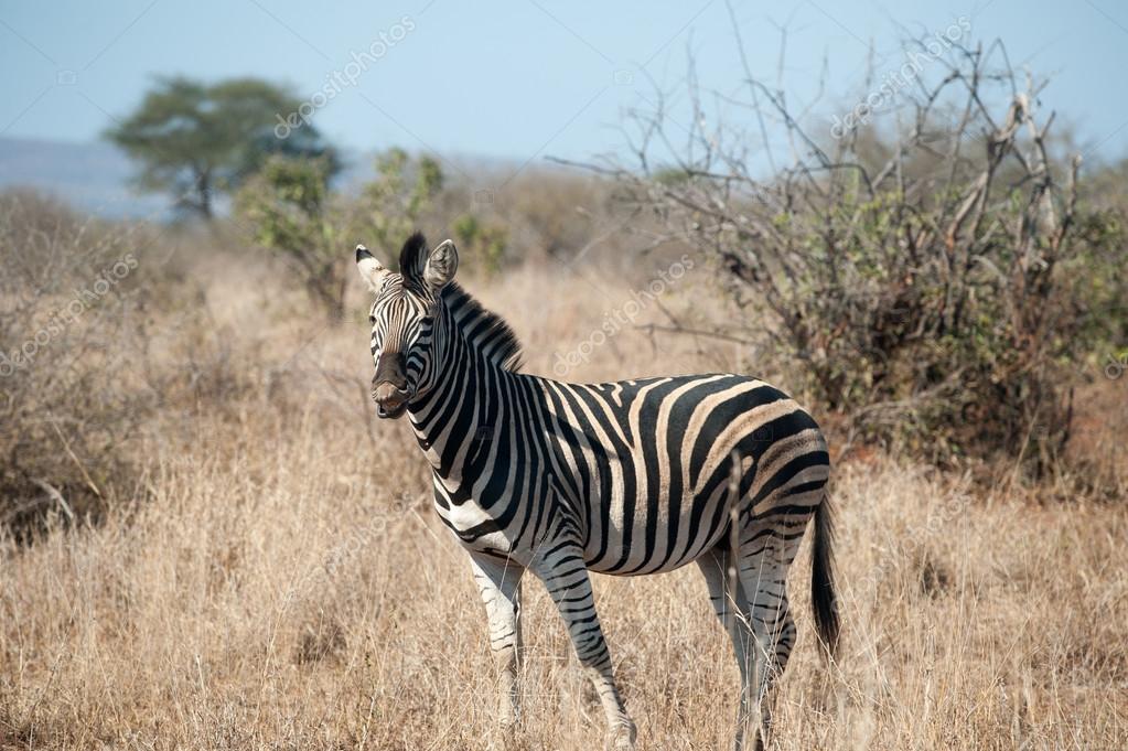 Zebra in Kruger National Park — Stock Photo © EEI_Tony #108059854