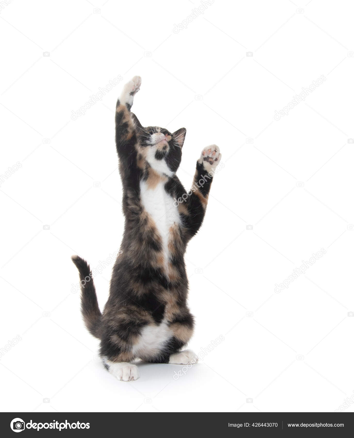 Cute Taby Tortoise Shell Kitten Playing Isolated White Background ...