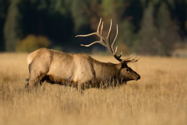 Spider Bull Elk Desktop Background