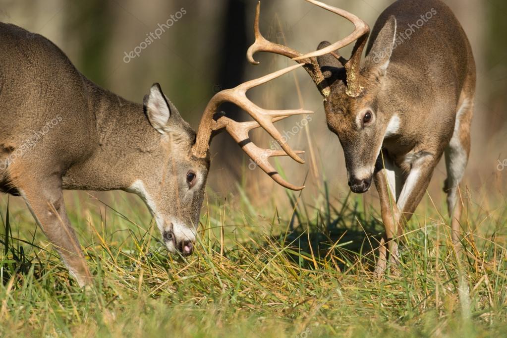 Whitetail Bucks Fighting