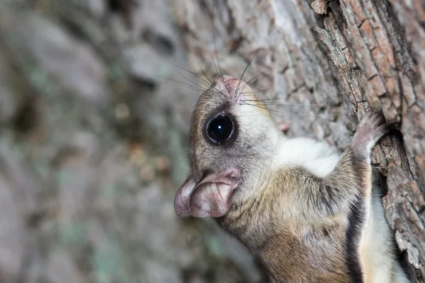 Cute Baby Flying Squirrel