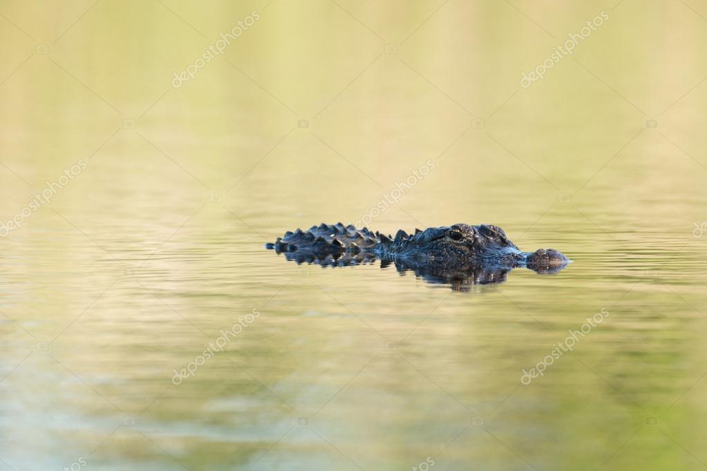 Large American alligator in The water — Stock Photo © EEI_Tony #75564473