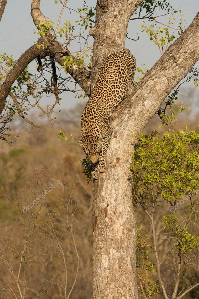 Jaguar Climbing Down Tree