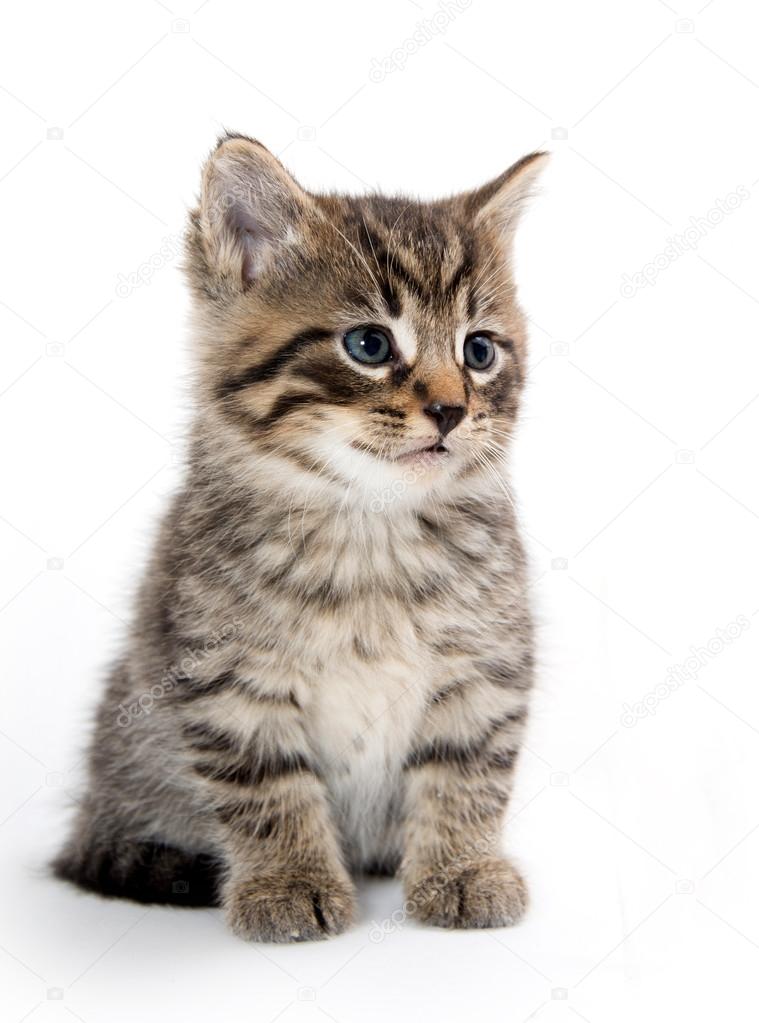 Cute tabby kitten crying on white — Stock Photo © EEI_Tony #90163976 Cute tabby kitten crying on white — Stock Photo © EEI_Tony #90163976