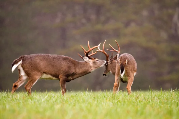 Deer Bucks Fighting