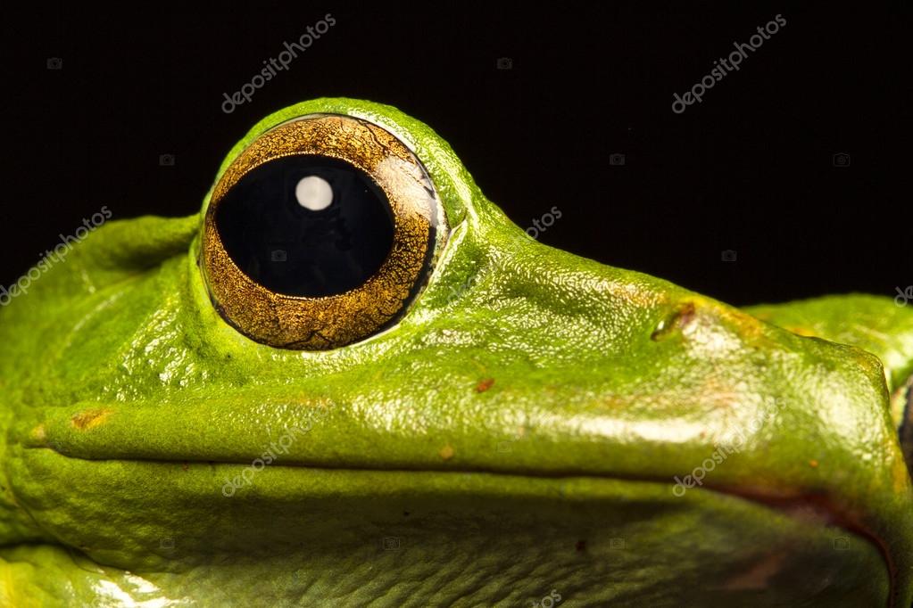 Vietnamese Blue (Gliding or Flying) Tree Frog (Polypedates denny ...