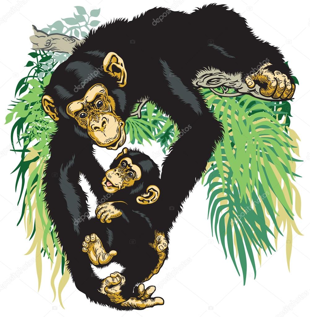 Chimpanzee holding baby chimp Stock Vector Image by ©insima #56274821