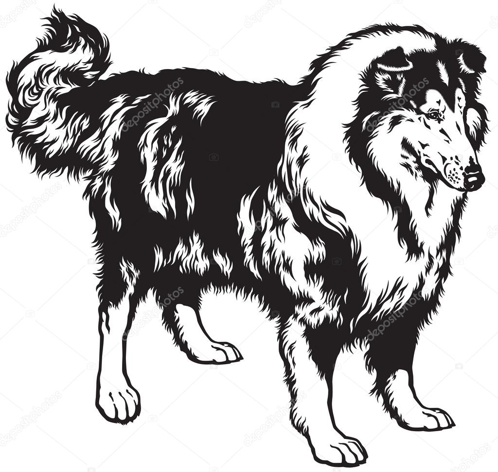 Rough collie black white Stock Vector Image by ©insima #58096547