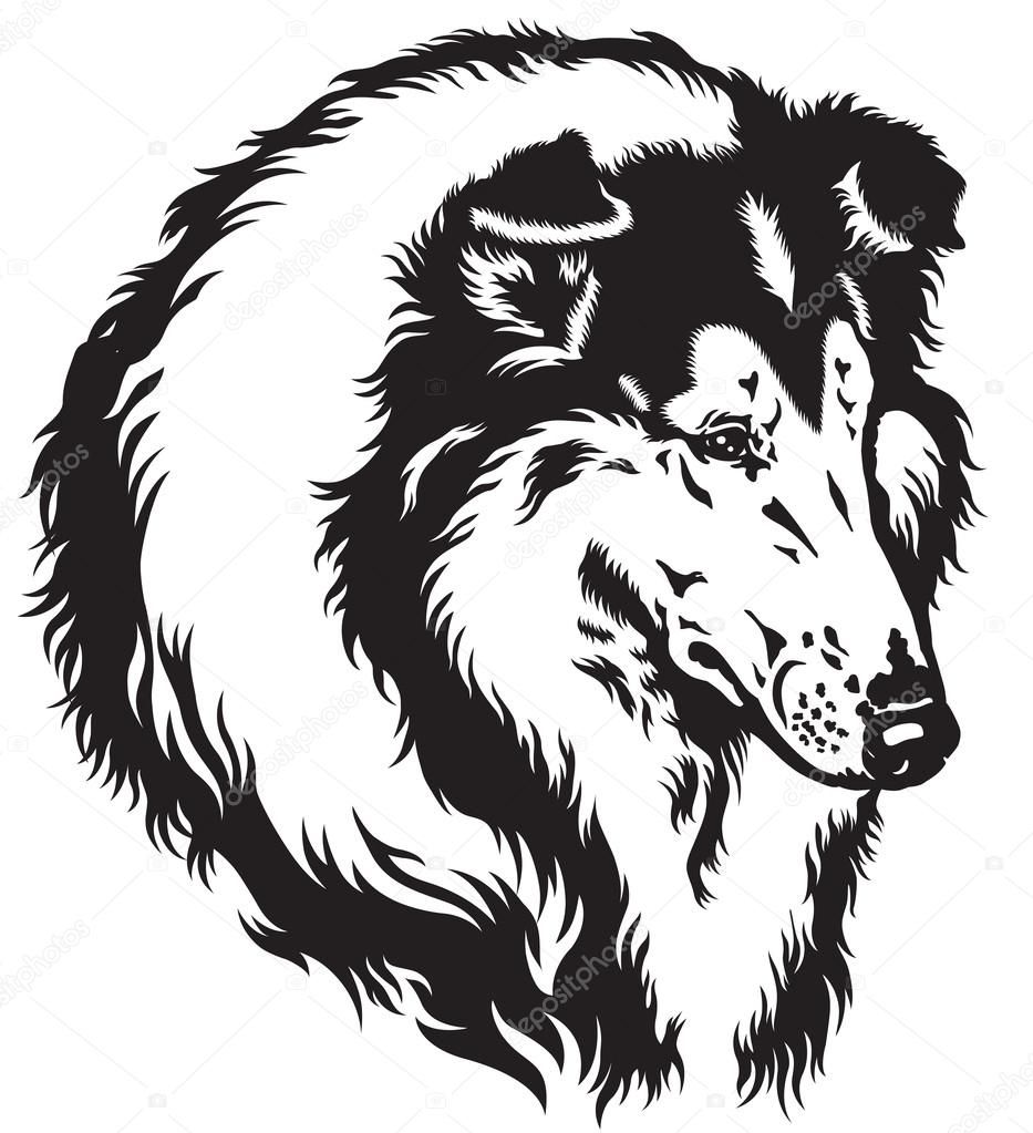 Collie head black white — Stock Vector © insima #58652817