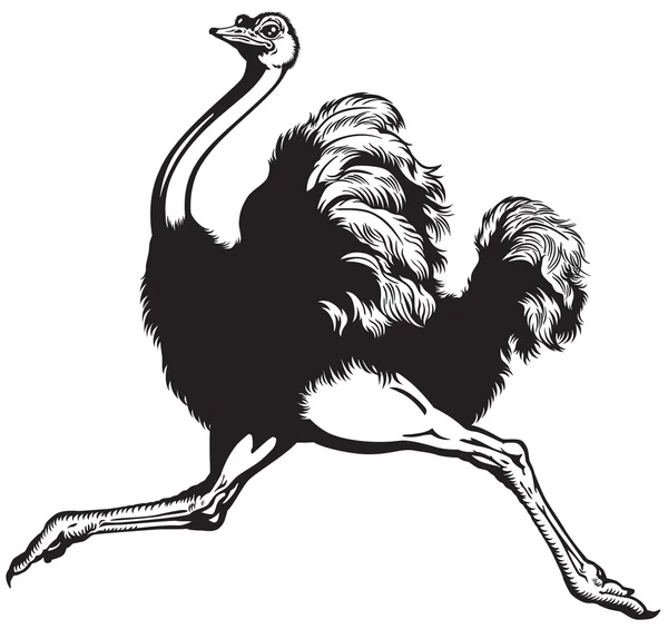 Ostrich run Vector Art Stock Images | Depositphotos