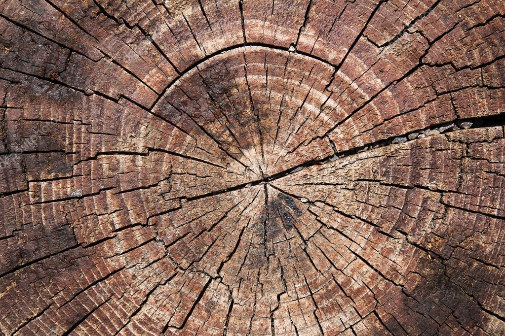 Texture of tree trunk Stock Photo by ©chrupka 74878475