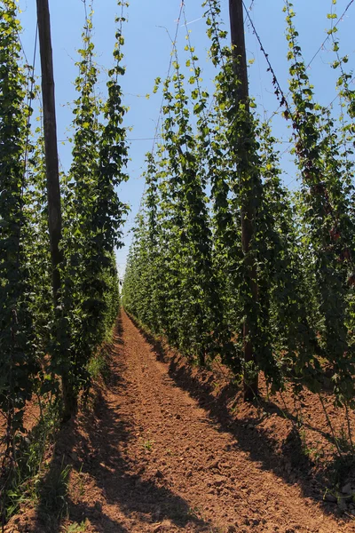Country Lane along a Hop Garden Stock Photo by ©manfredxy 55708805