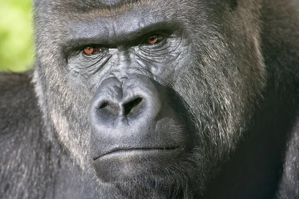 Silverback Pictures, Silverback Stock Photos & Images | Depositphotos®