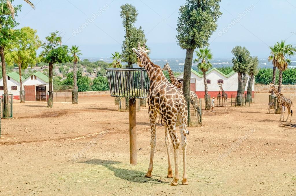 Sjiraffer Som Spiser Mat SVETT I SKYGGEN — Mari Kjetun