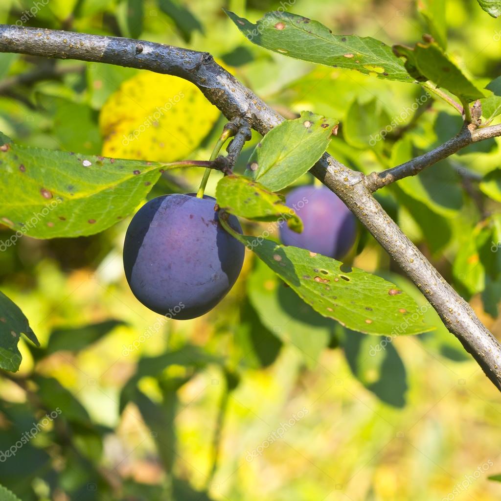 Plums — Stock Photo © Belyaev71 #82452686