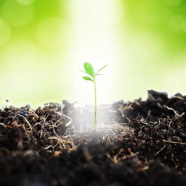 New life sprout - Stock Image - Everypixel