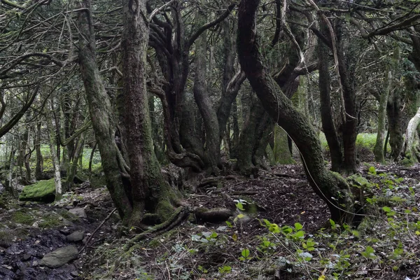 Celtic forest Stock Photos, Royalty Free Celtic forest Images ...