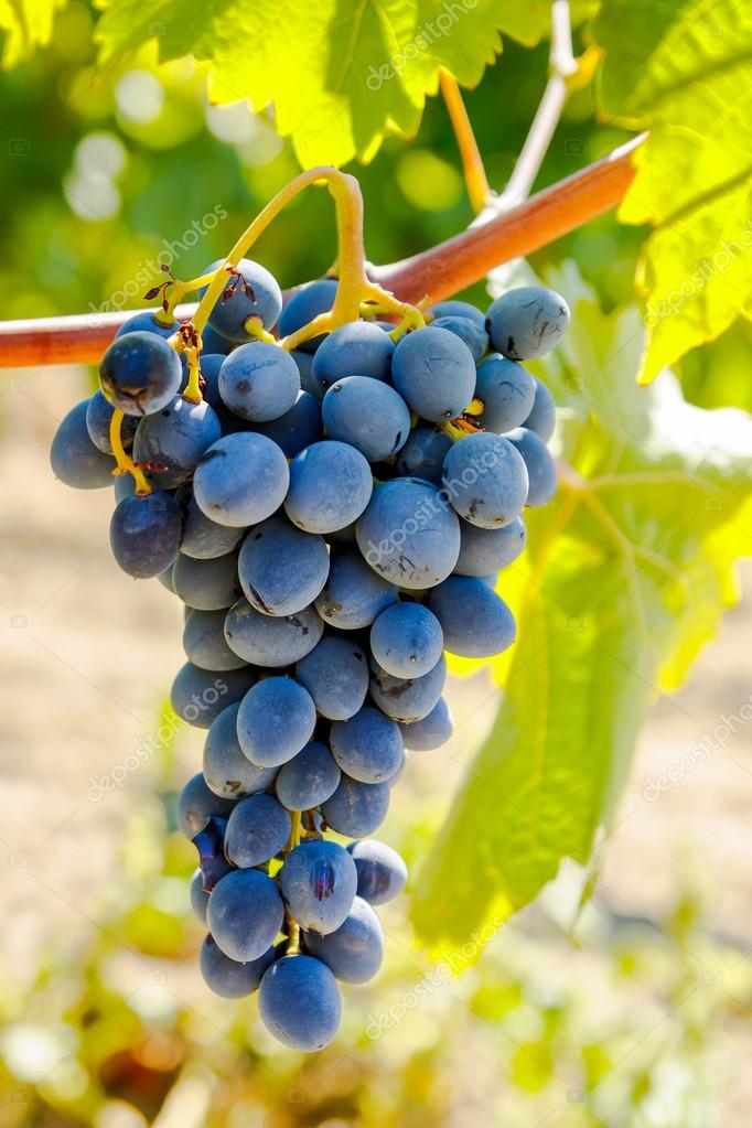 Purple red grapes with green leaves on the vine Stock Photo by ...