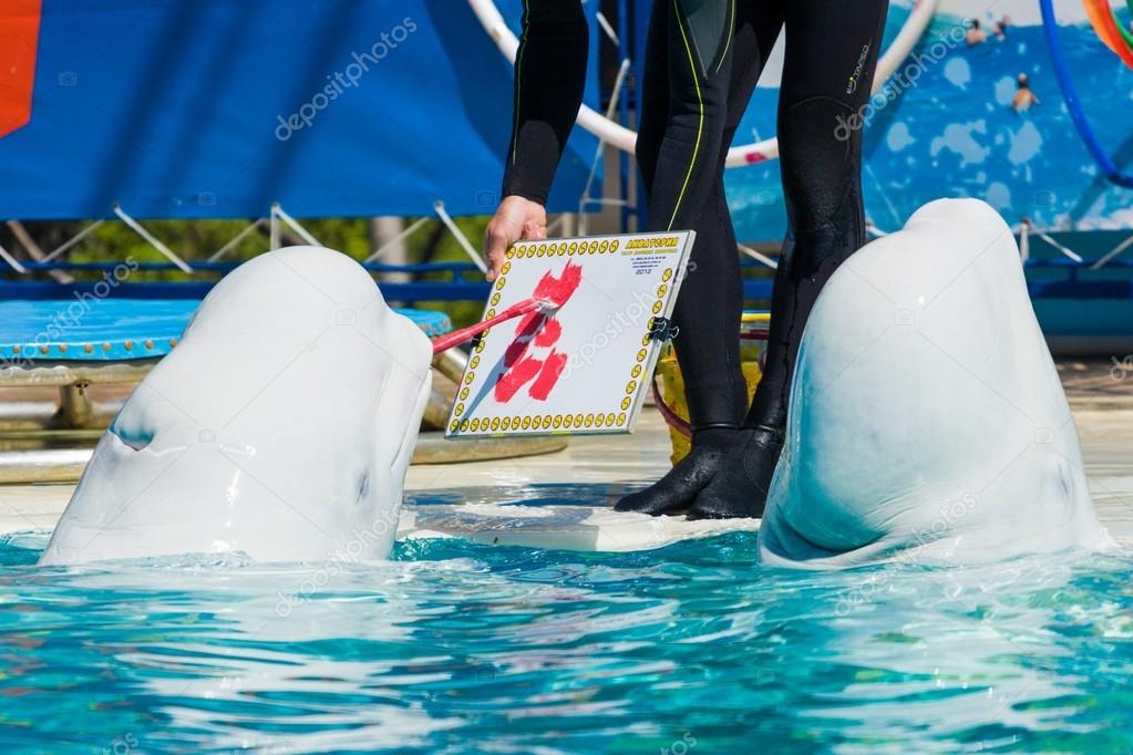 Dolphins and other marine animals performs trick Stock Photo by ...
