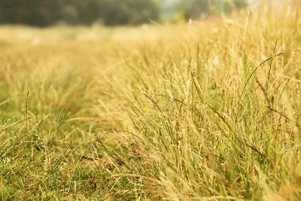 Yellow grass Images - Search Images on Everypixel