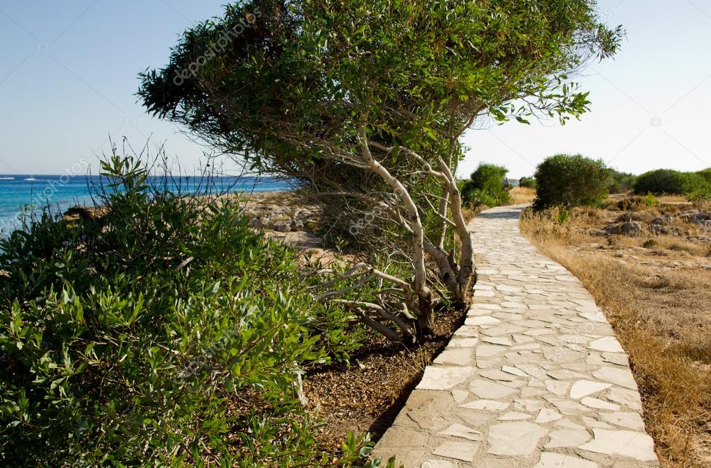 Footpath with trees and bushes Stock Photo by ©Kostia777 76842135