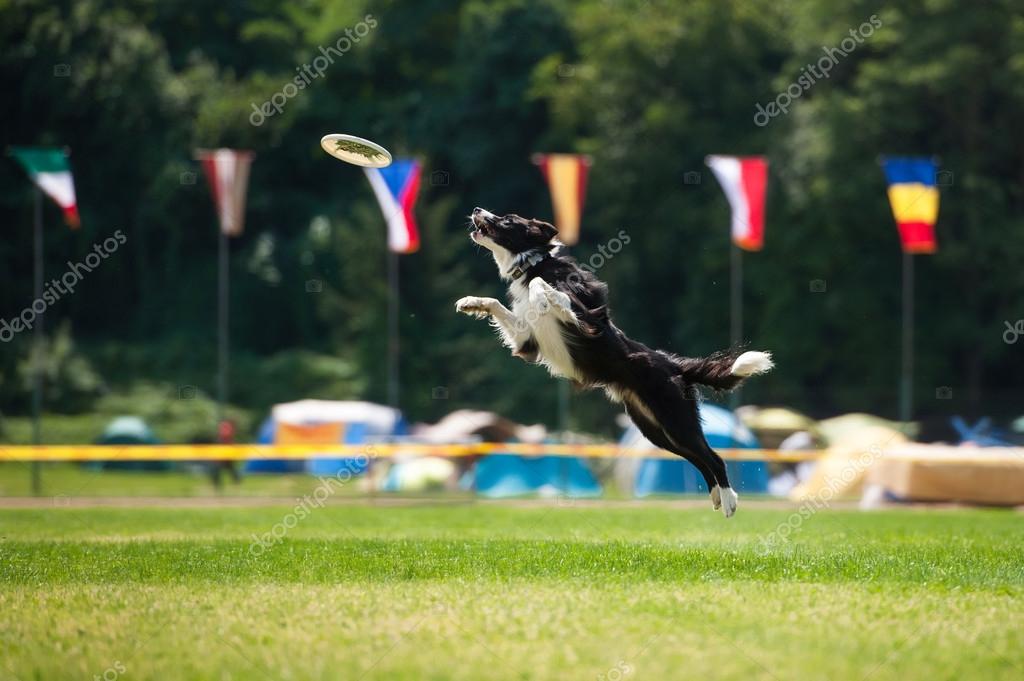 How To Train Border Collie To Catch Frisbee