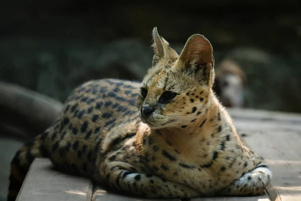 Large spotted genet Stock Photos, Royalty Free Large spotted genet ...