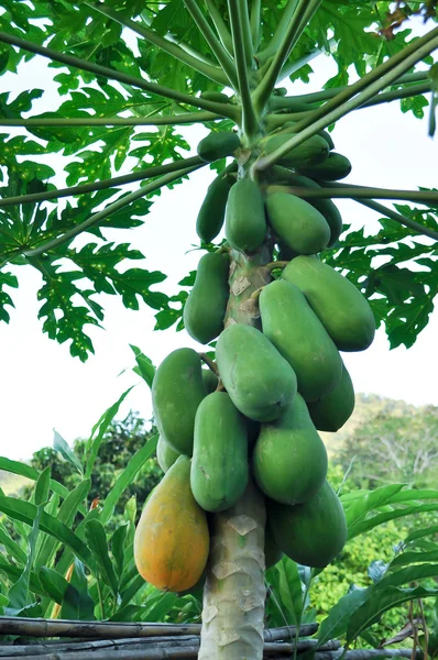 Papaya tree Stock Photos, Royalty Free Papaya tree Images | Depositphotos