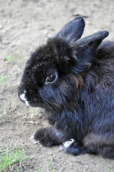 Rabbit teeth Stock Photos, Royalty Free Rabbit teeth Images | Depositphotos